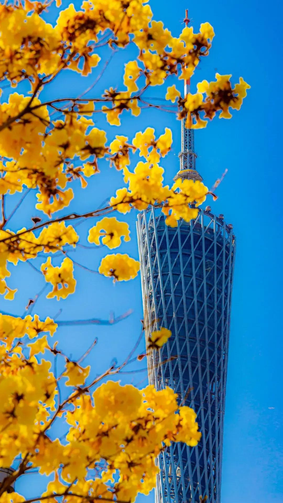 Guangzhou in March is full of flowers and beautiful!Amazing spring, but ...