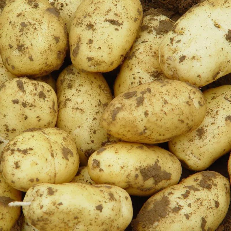 Home-cooked fried potato shreds do this, the sour, spicy and refreshing ...