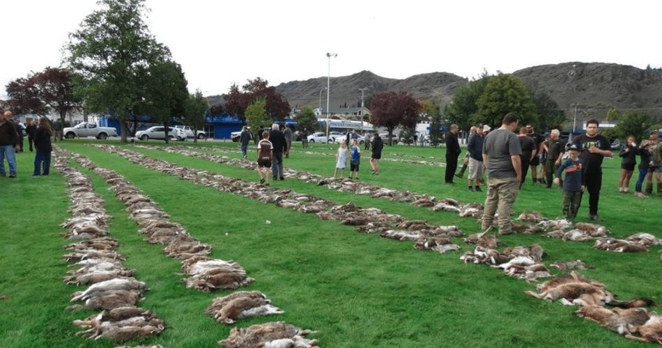 Wild rabbits in Australia are overrun, and the government's struggle ...