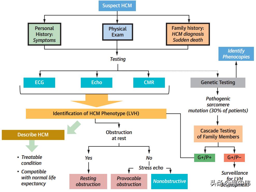 Hypertrophic Cardiomyopathy: Diagnosis and Evaluation - iNEWS