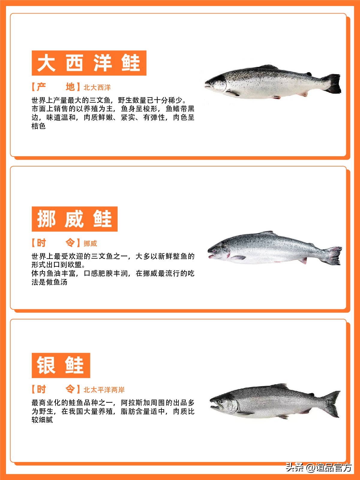 Types and taste of common salmon - iNEWS