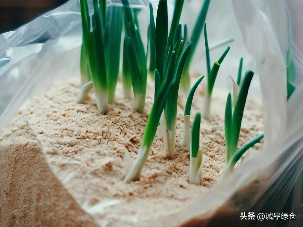 How to use sawdust to grow green onions all year round - iNEWS