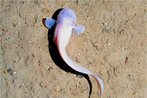 How terrifying is the Mariana Trench, which is 11,034 meters deep? - iNEWS