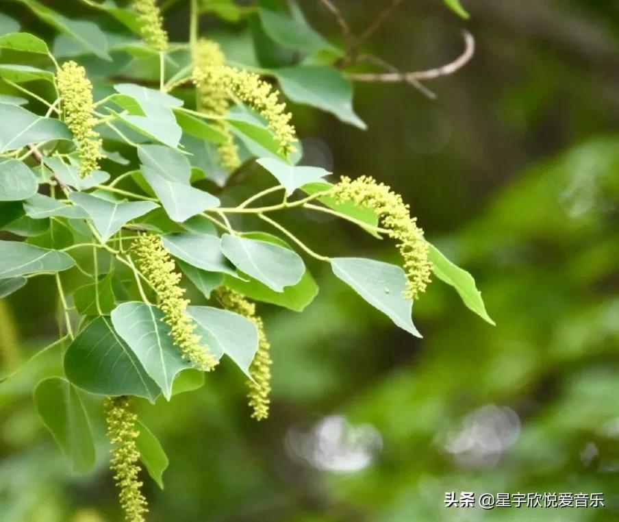 Share a picture - tallow flower - iNEWS