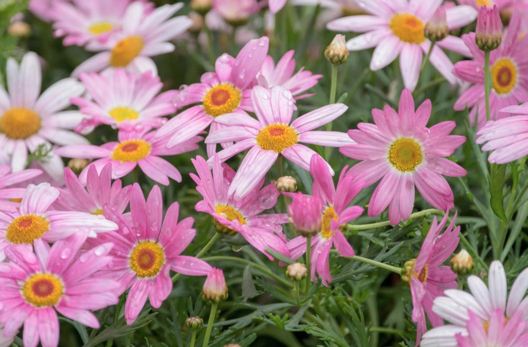 10 kinds of "auspicious flowers", the flowers are colorful and bright ...