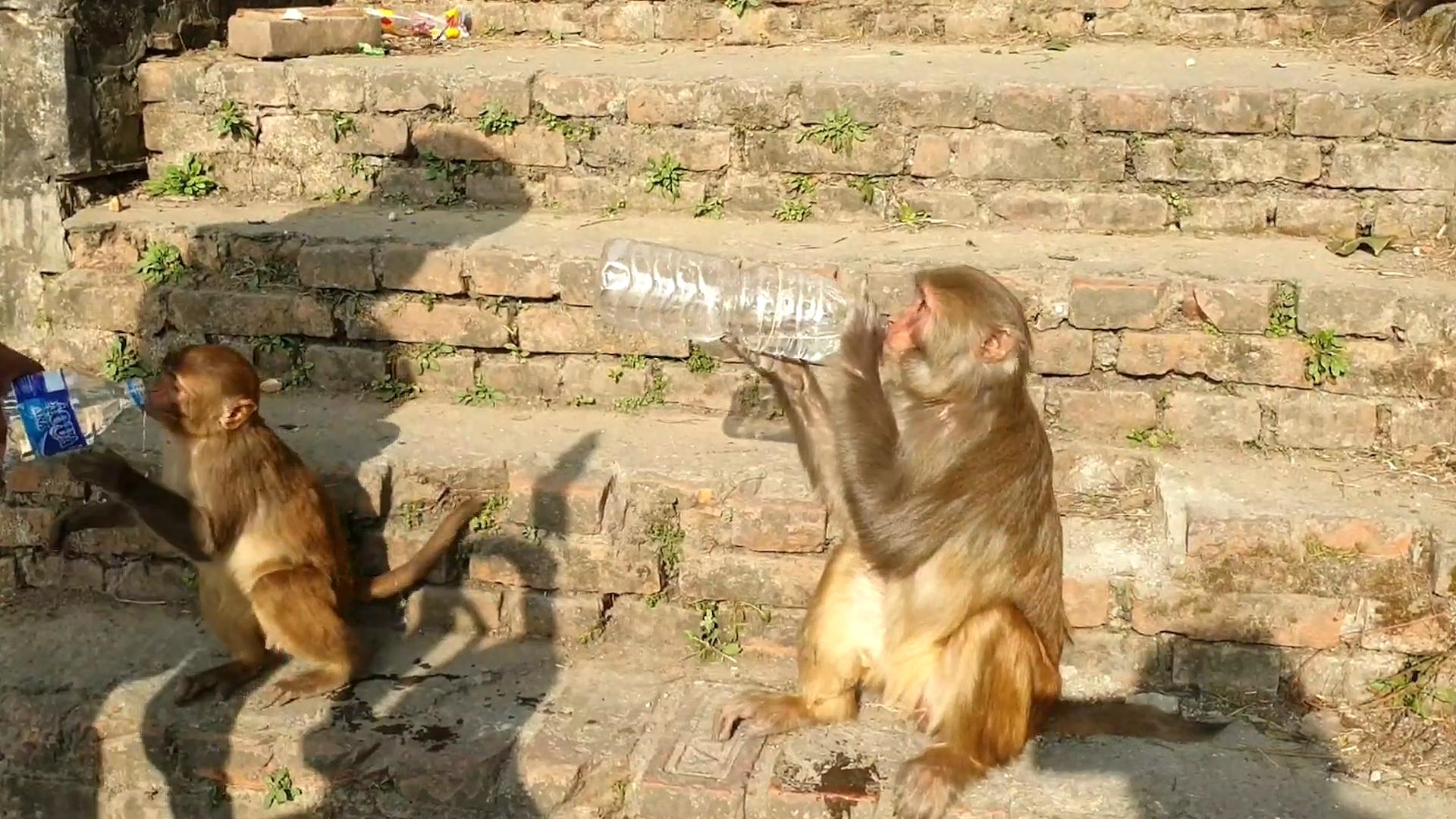 Indians worship monkeys, but Africans use them for barbecue. Why is the ...