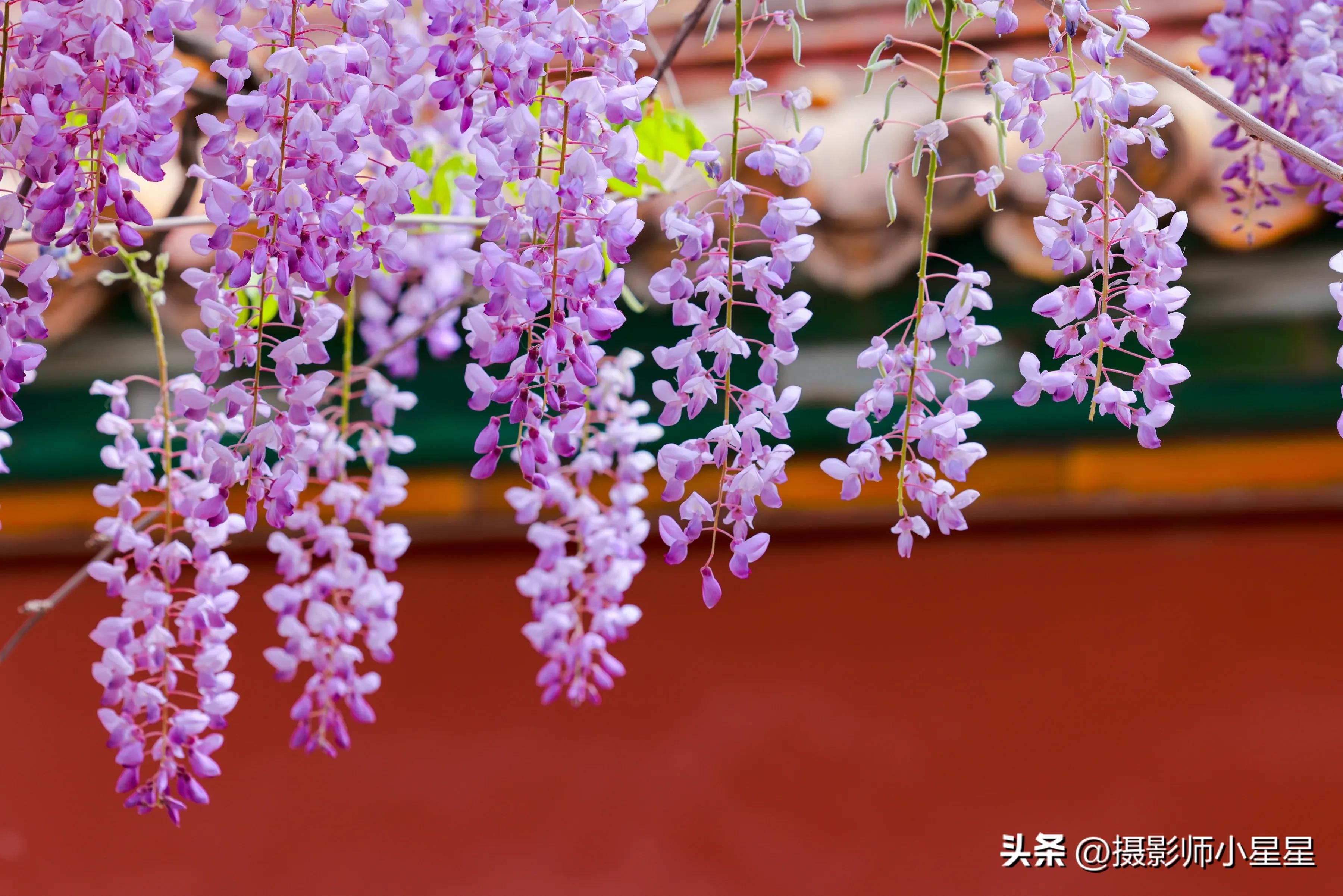 I photographed wisteria in the Forbidden City: Why was even Emperor ...