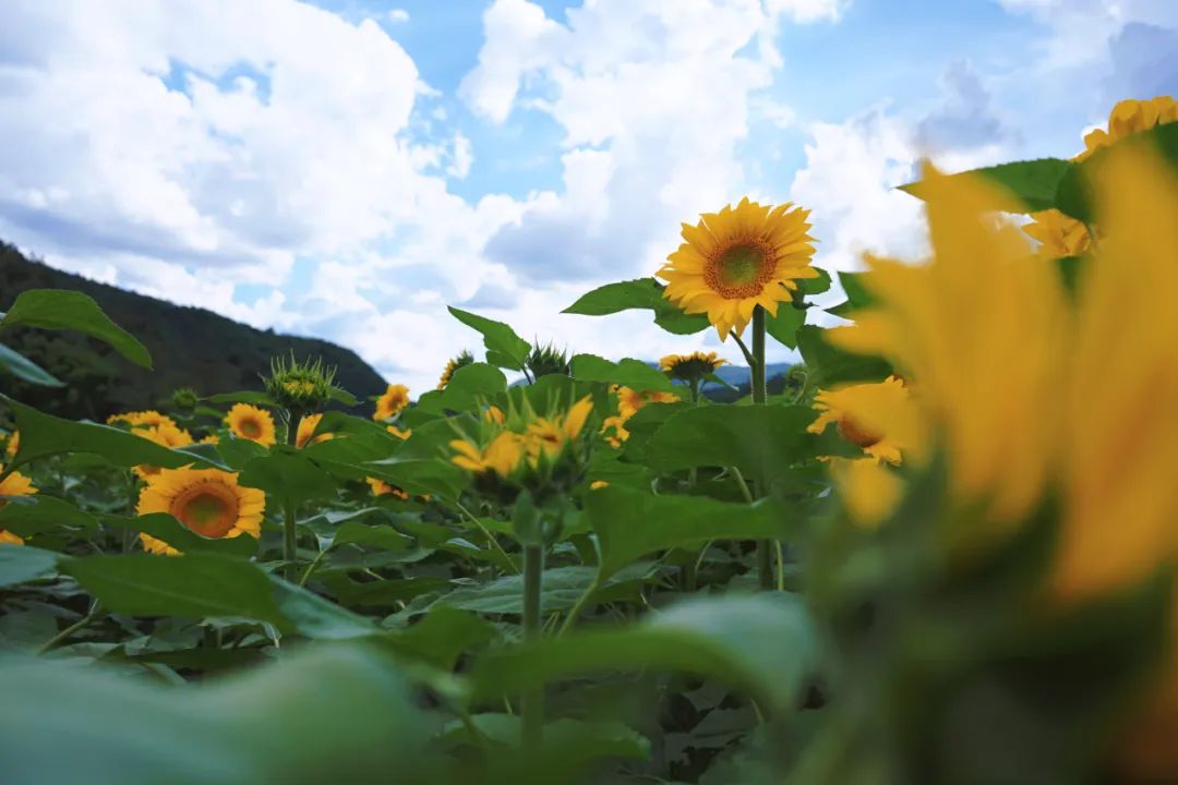Beyond the film! The screen full of sunflowers is here~ - iMedia