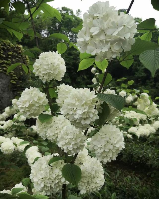 The high-end and atmospheric "Chinese wood hydrangea", the ceiling in ...
