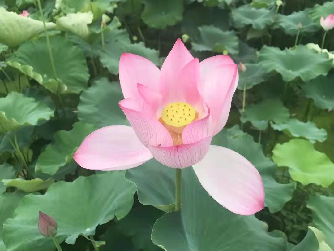 Revisit "Yang Wanli's Poems" (outside four) - iNEWS