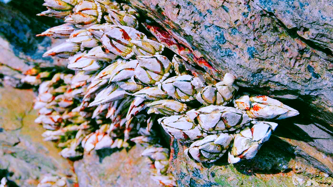 Turtles and whales often seek humans to remove barnacles. Why do they ...