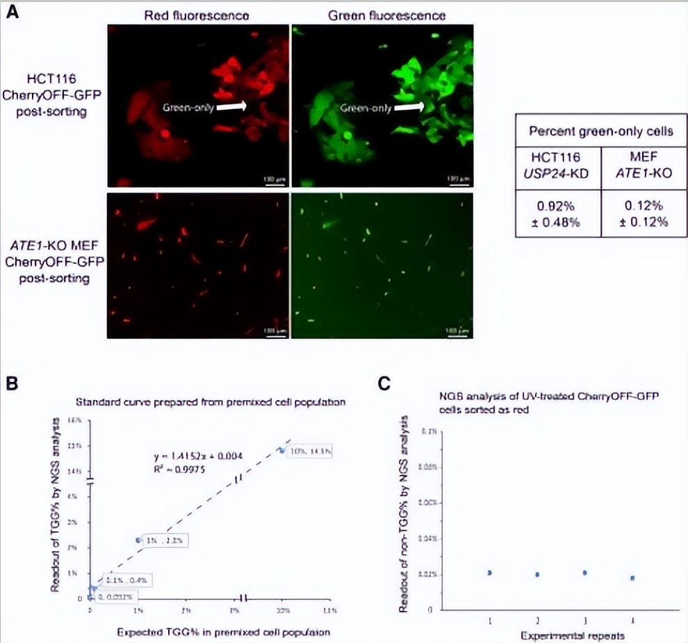A Rapid and Precise Mutation-Activated Fluorescent Reporter for ...