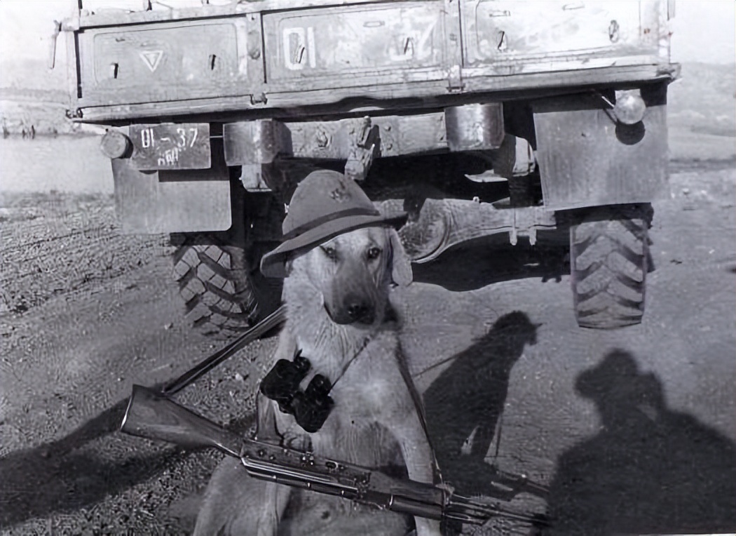 Anti-tank dogs: World War II destroyed nearly 300 tanks, forcing the ...