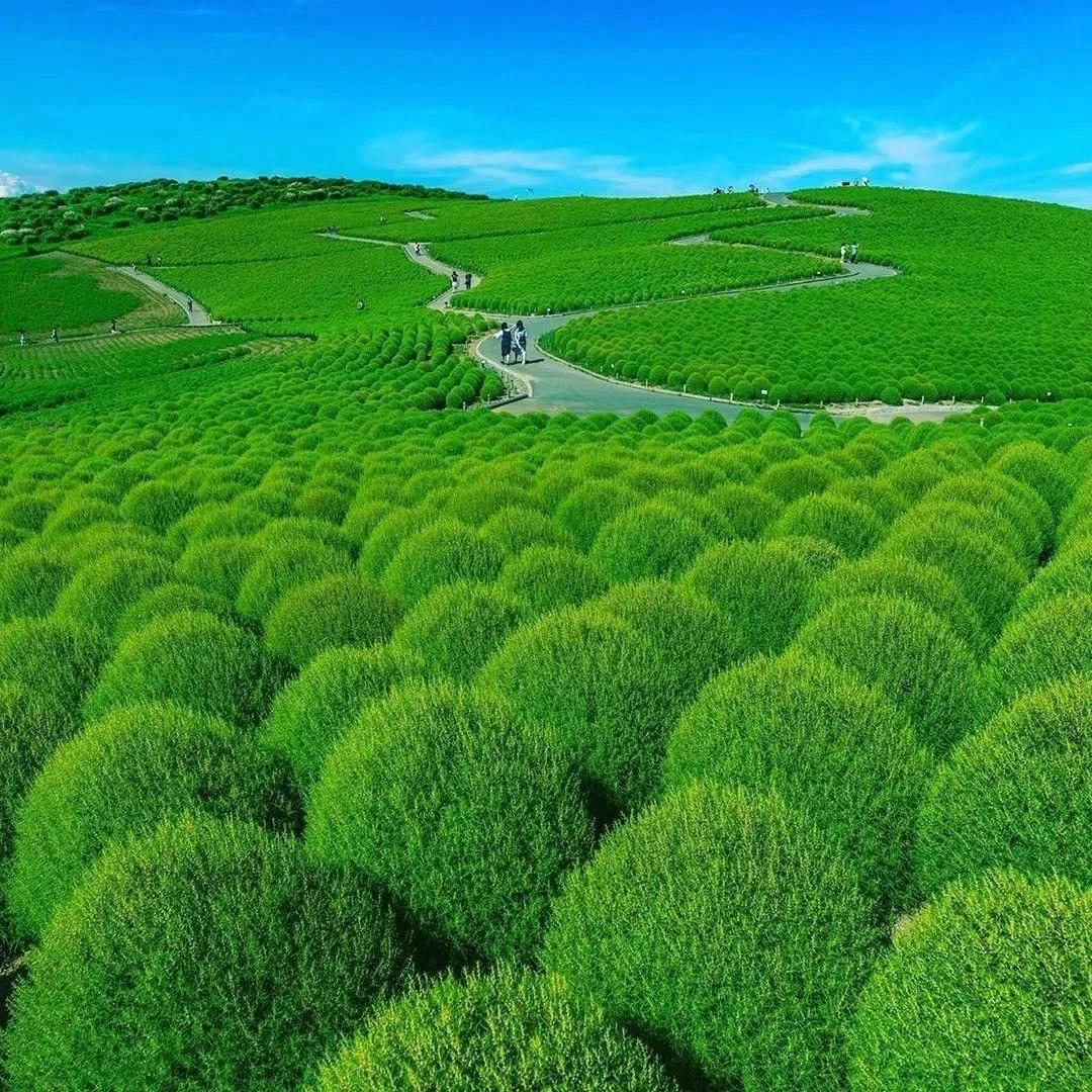 Hitachi Park, Japan - iNEWS