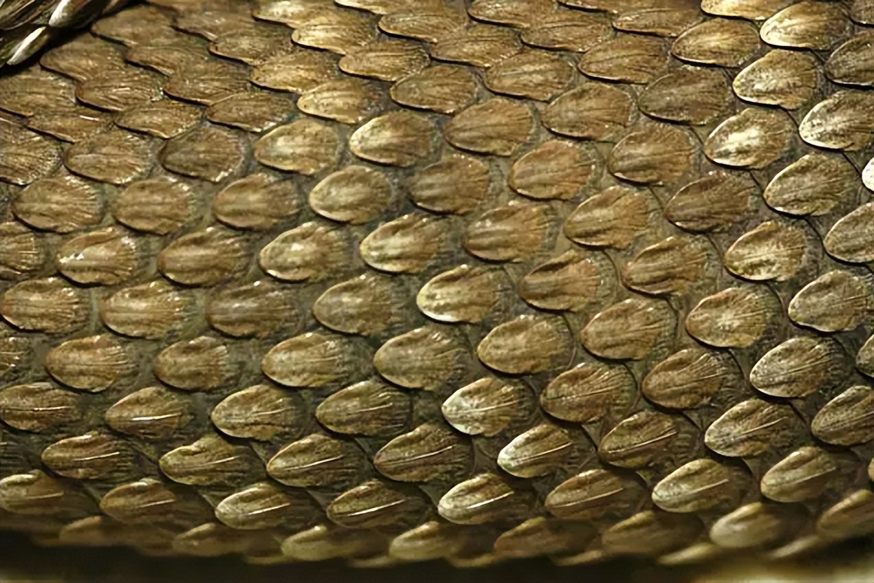 The Origin and Development of Snakes, From Early Times to Modern Times ...