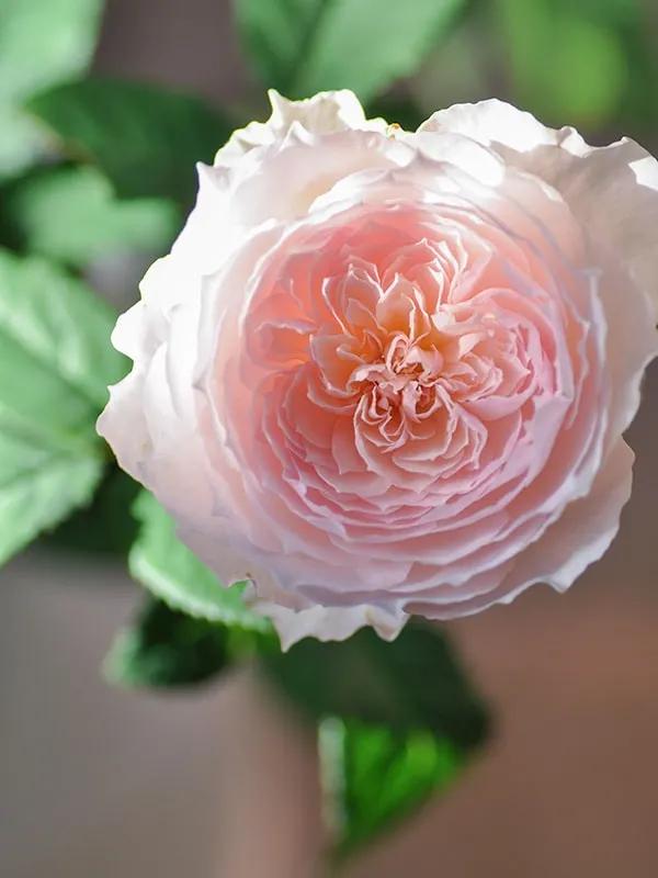 Japanese Roses: Hiyori - iMedia