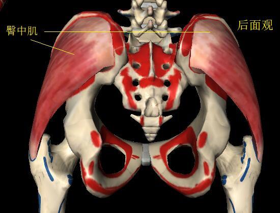 Gluteal medius strength test points - iNEWS