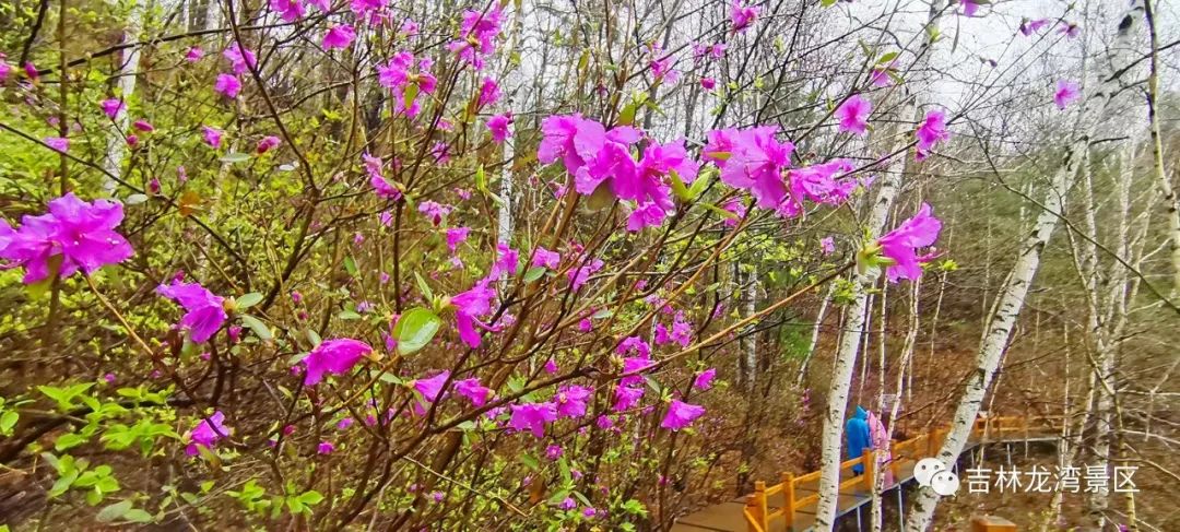 Tour Longwan in light rain - iNEWS