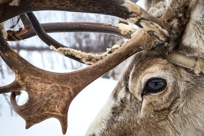 Reindeer are endemic to the Arctic. Why were they domesticated by ...