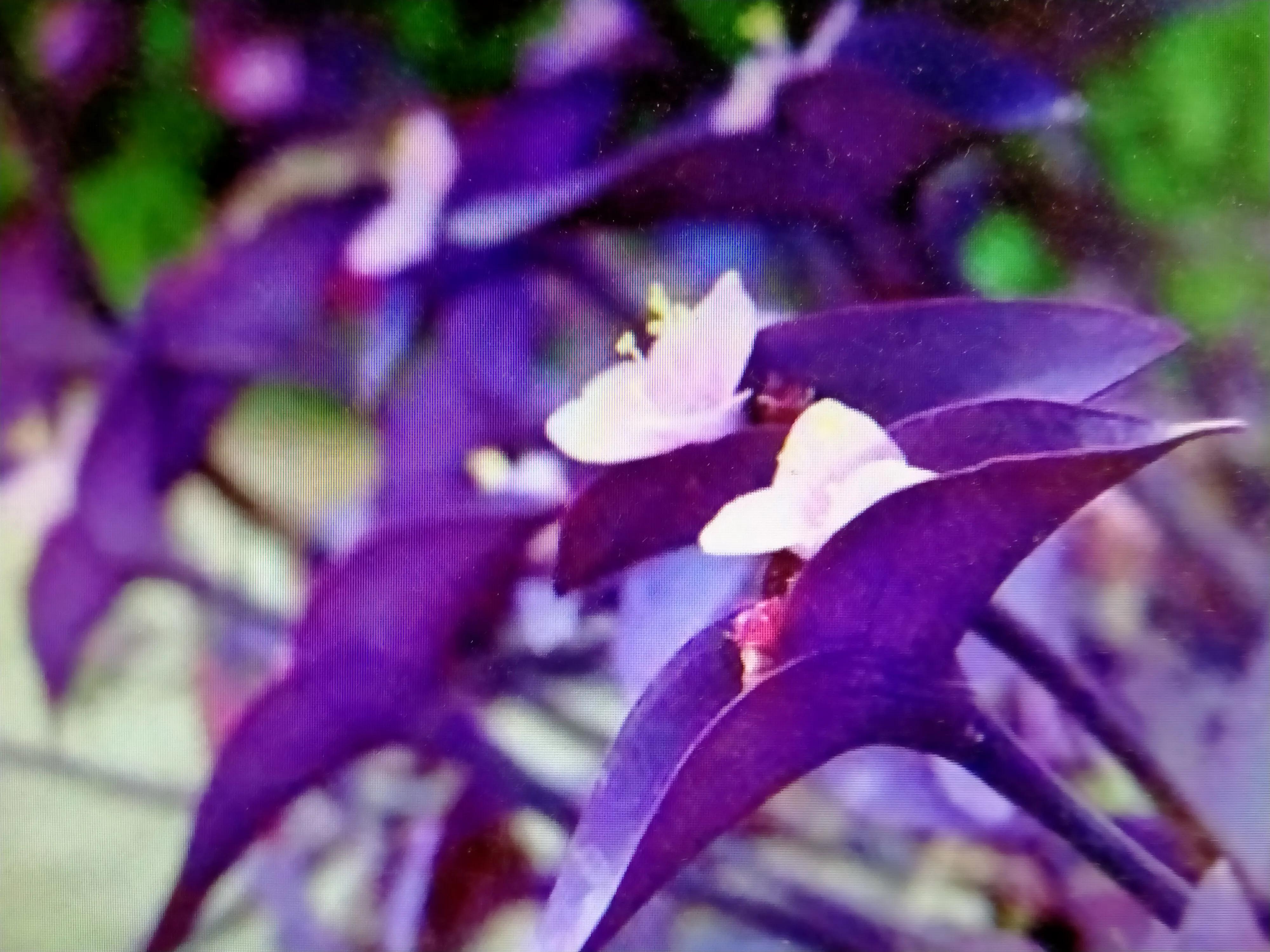 Happy to see purple Commelina - iNEWS