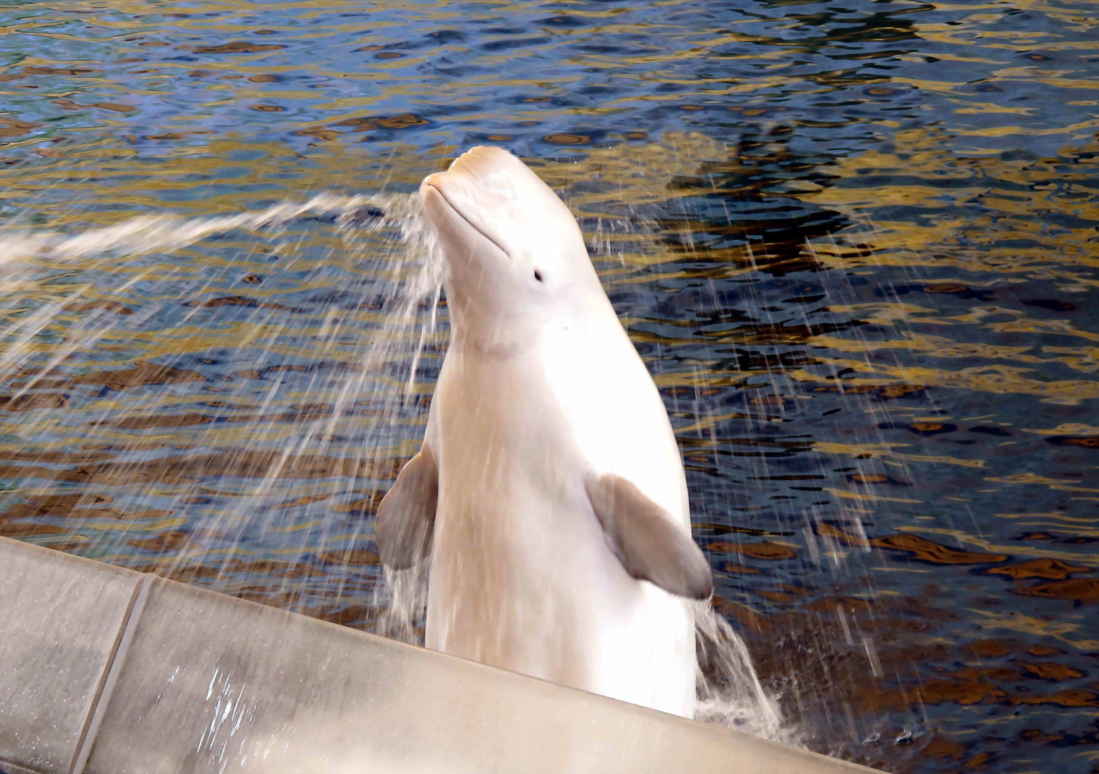 6 kinds of animals that disappeared because of humans, the last two ...