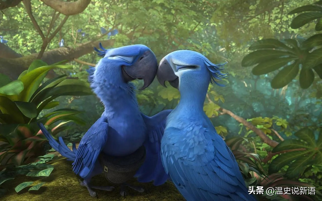 Appreciation and Analysis of Color Art in the Movie "Rio Adventure ...