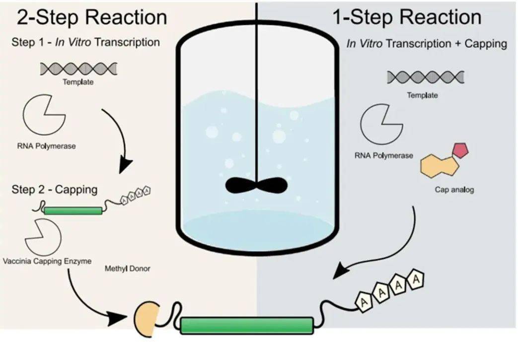 Self-developed mRNA one-step co-transcription cap analog - iNEWS