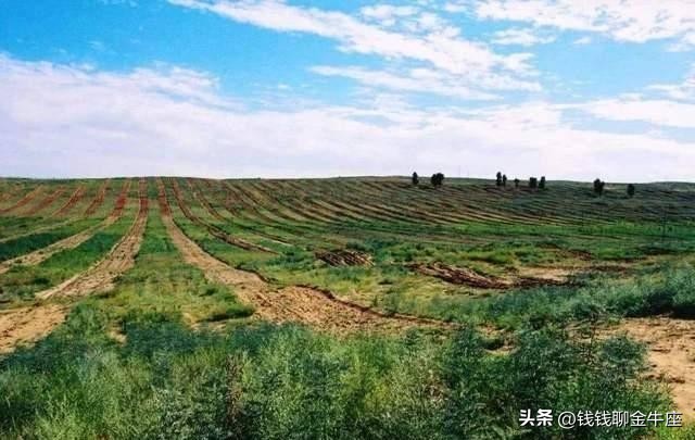 Maowusu Desert: China's first desert to disappear, 80% of which has ...