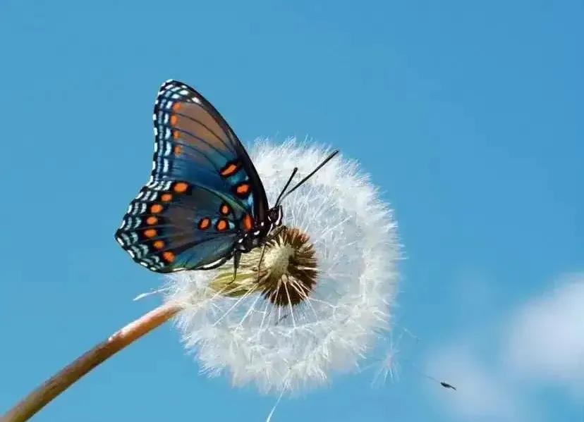 The New Year's Eve party program is deserted!TV has become a "lonely family", who is reflecting ...