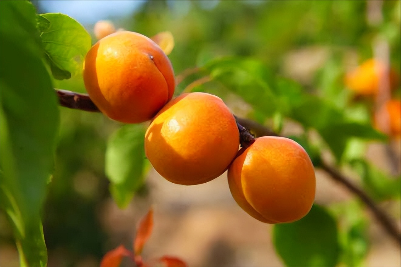 There is a difference between "Xingtan" and "Xinglin", but they refer ...