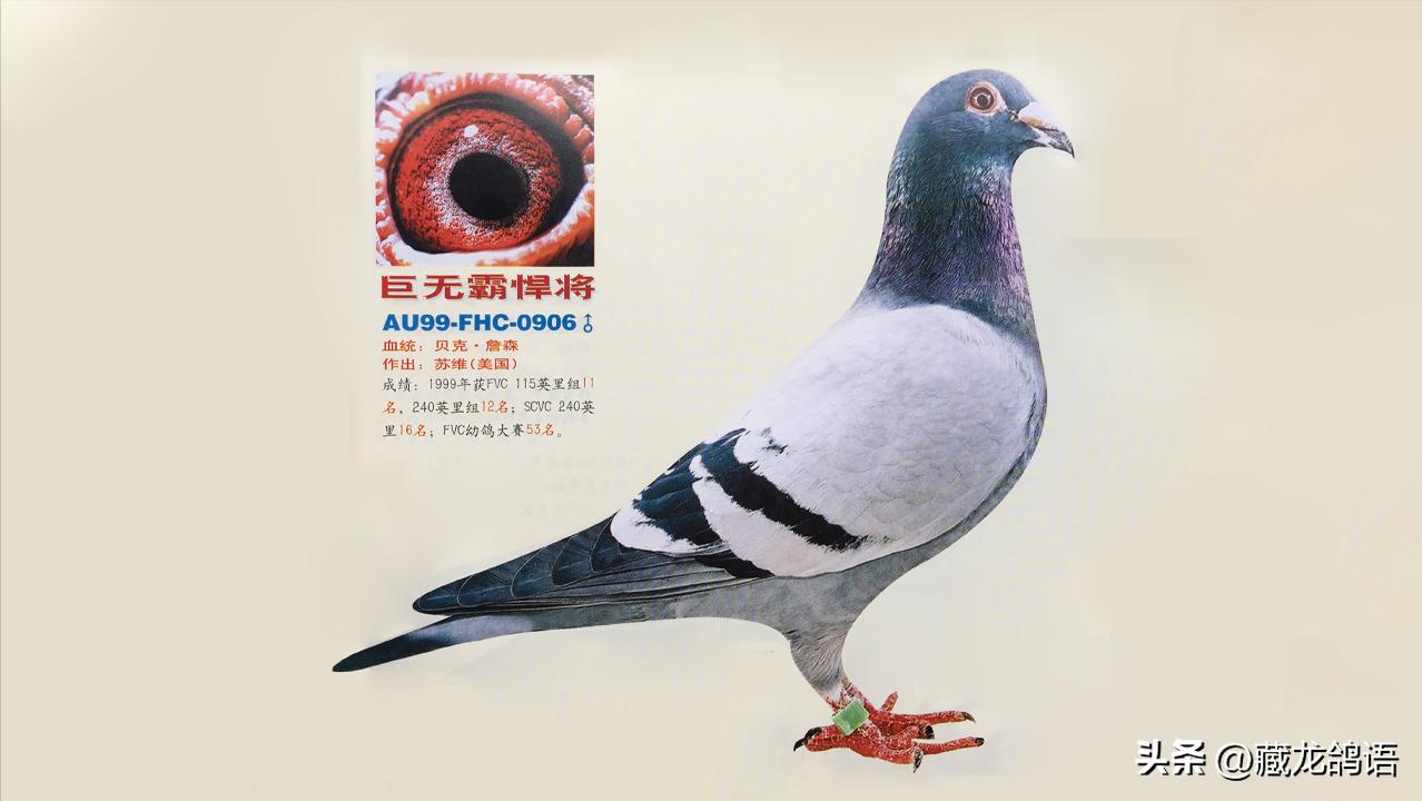 Talk to several champion pigeon owners in Beijing before basketing - iNEWS