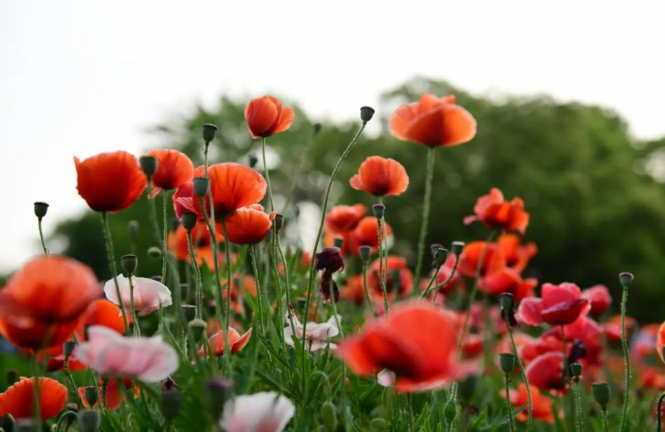 The flowers everywhere in the park are regarded as poppies. What is ...