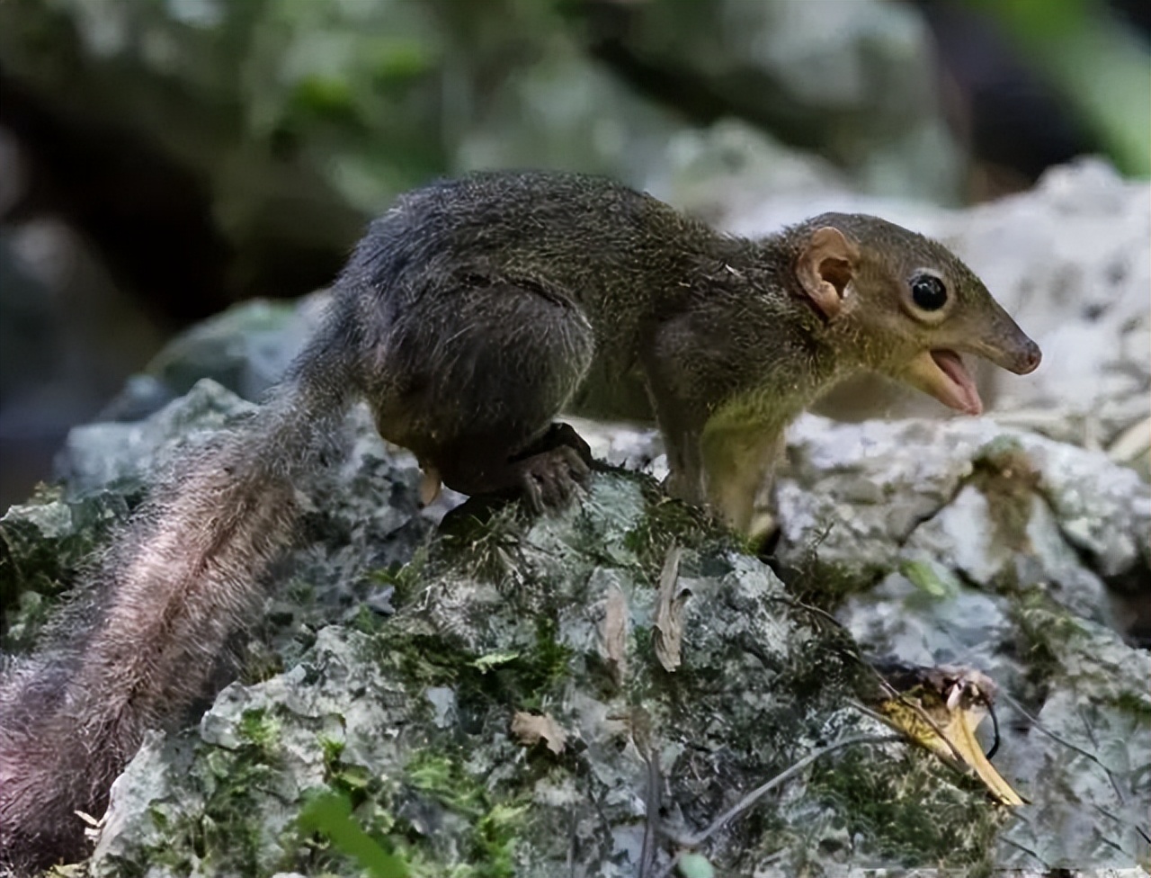 An animal that can compete with you in alcohol consumption can be ...