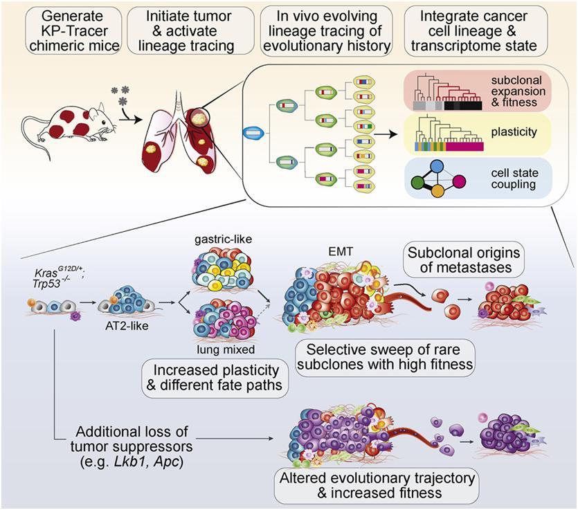 Cell: Using cancer lineage tracing to reveal lineage dynamics ...