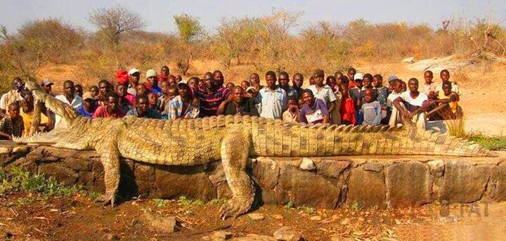 Crocodiles Against the Army, Ramree Island and Its Tragedy - iNEWS