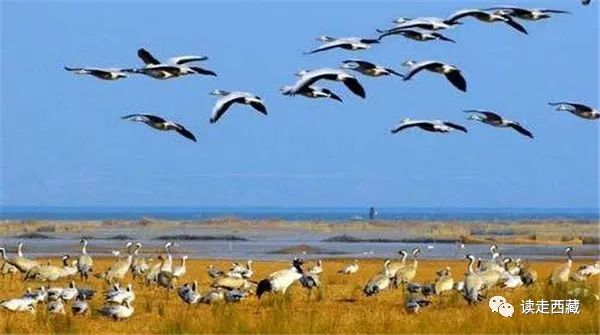 Selincuo, a beautiful crying salt water lake - iNEWS