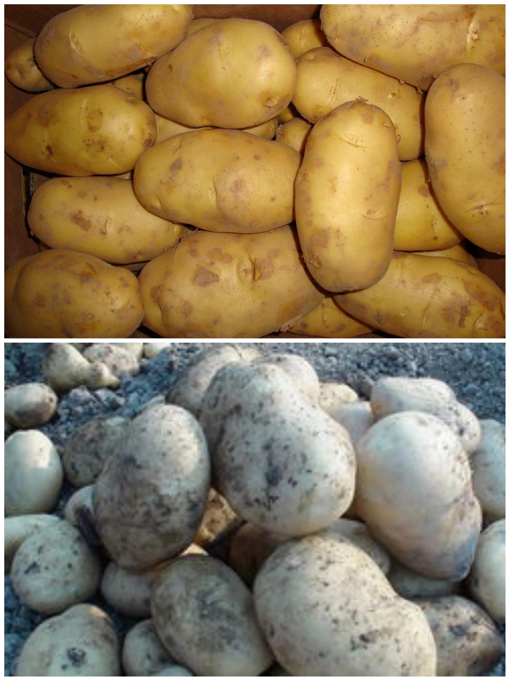 Buy potatoes with knowledge!Which is the best?Attachment: "There is a ...