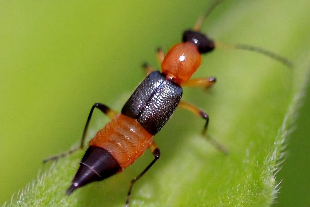 If you encounter this kind of insect, don't shoot it! The venom is ...