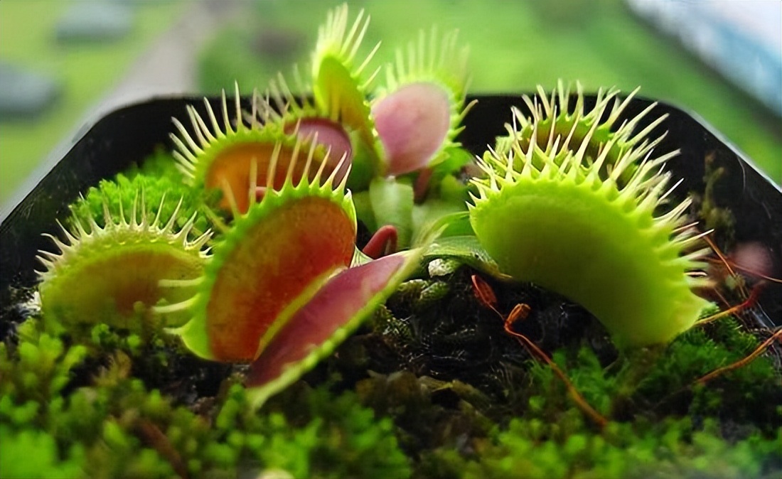 The most insidious man-eating plant in the world, the helianthus, eats ...