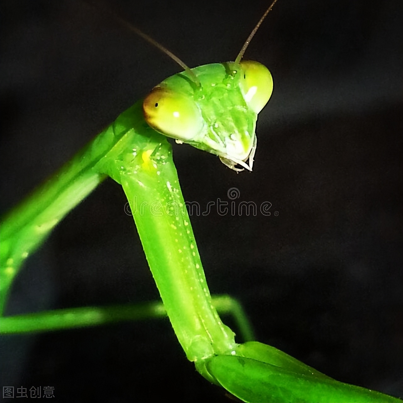 Why do praying mantises eat their mates after mating?Expert: In order ...