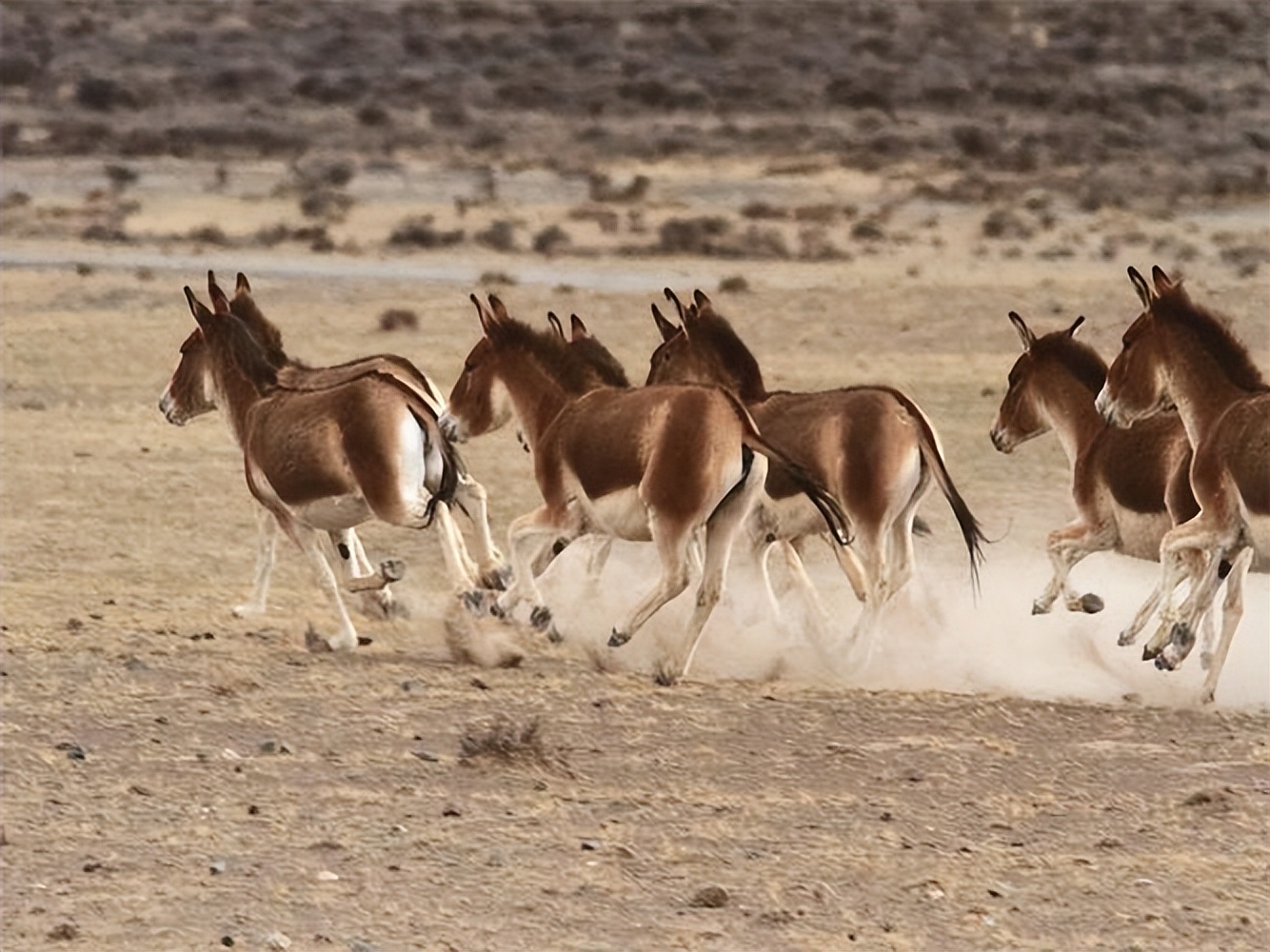 Wild donkey: natural enemy of wolf? Revealing the wolf's fear of wild ...