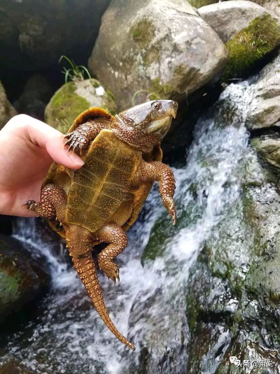 How does the distribution and habits of eagle-billed turtles affect the ...