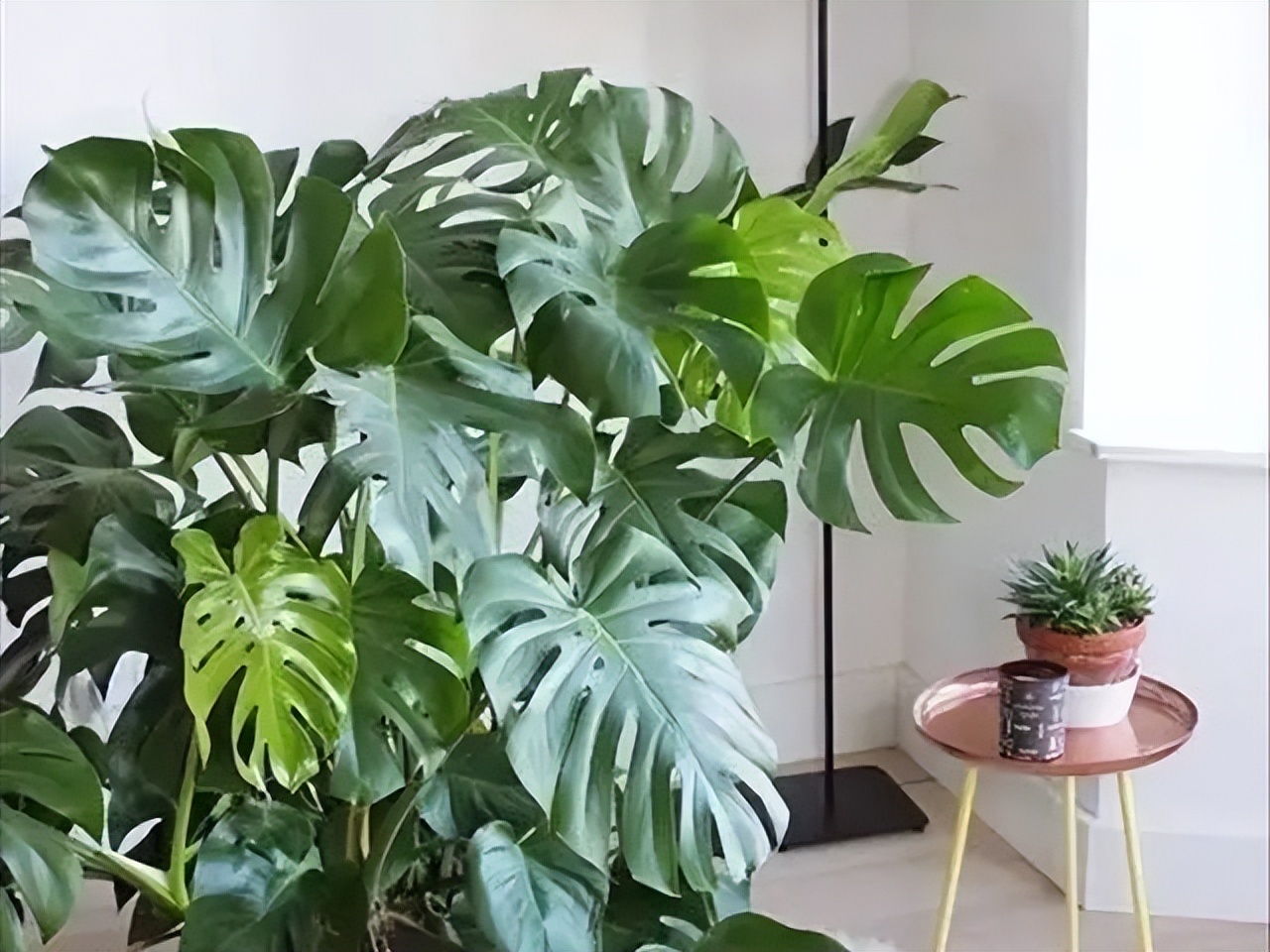 How to raise monstera to be more prosperous?Master these 3 little ...