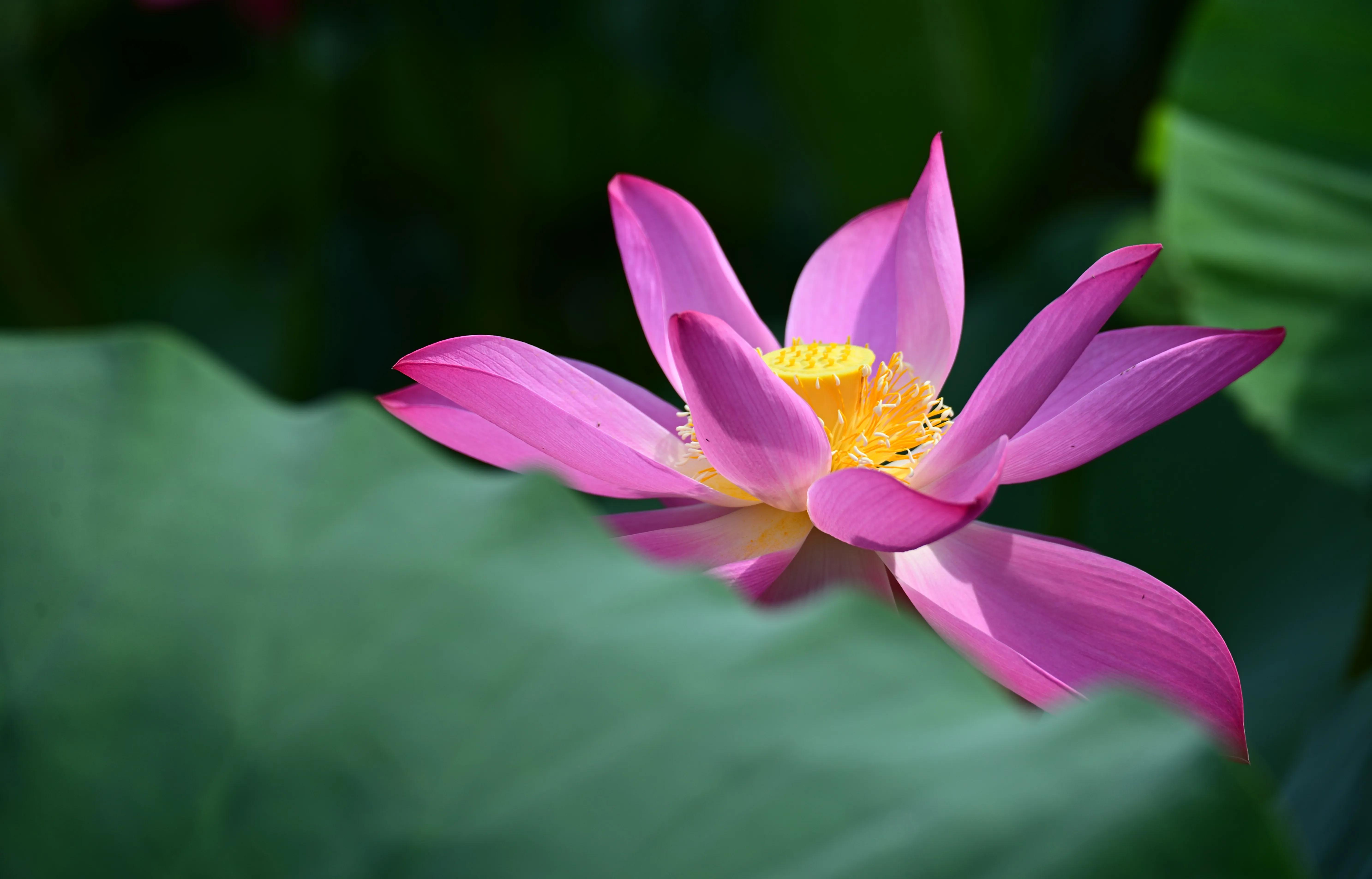 Burning lotus flowers emerge from the water (No. 119) - iNEWS