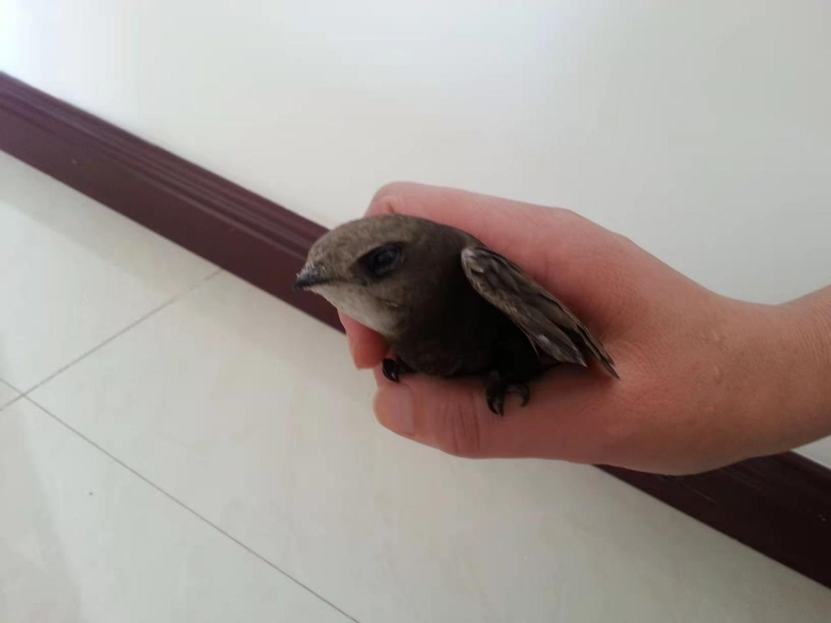 The "footless bird" swift landing is equivalent to death. It flies and ...