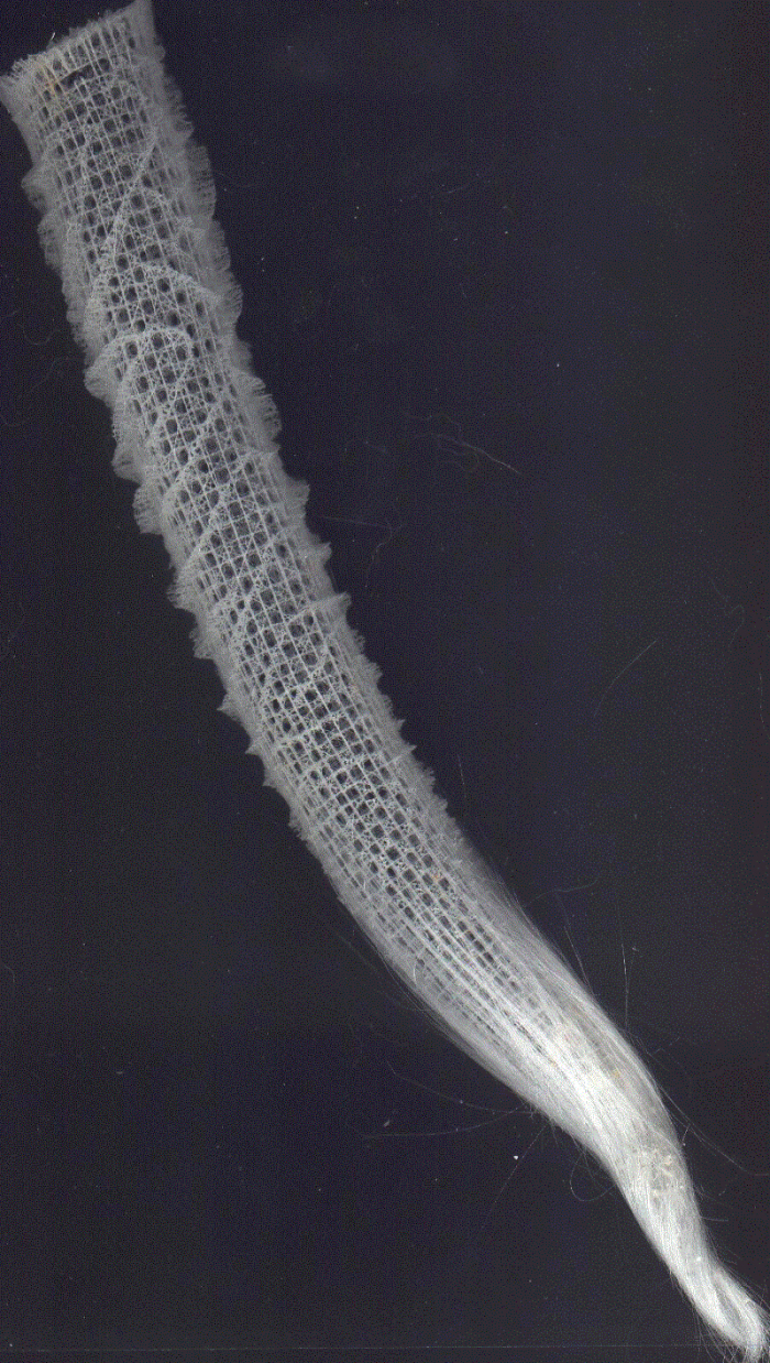 埃迪卡拉紀-寒武紀轉折期發新化石：研究剖面介紹及其地層劃分 - 資訊咖