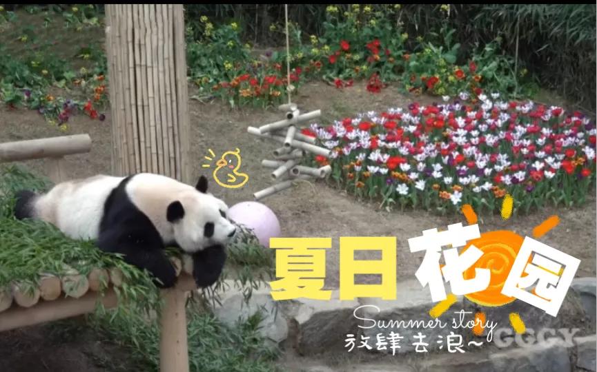 Take a look at Fubao, known as the "Chaebol Princess" - iMedia