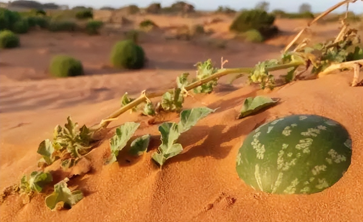 Why is it that no one dares to eat or touch the "watermelons ...