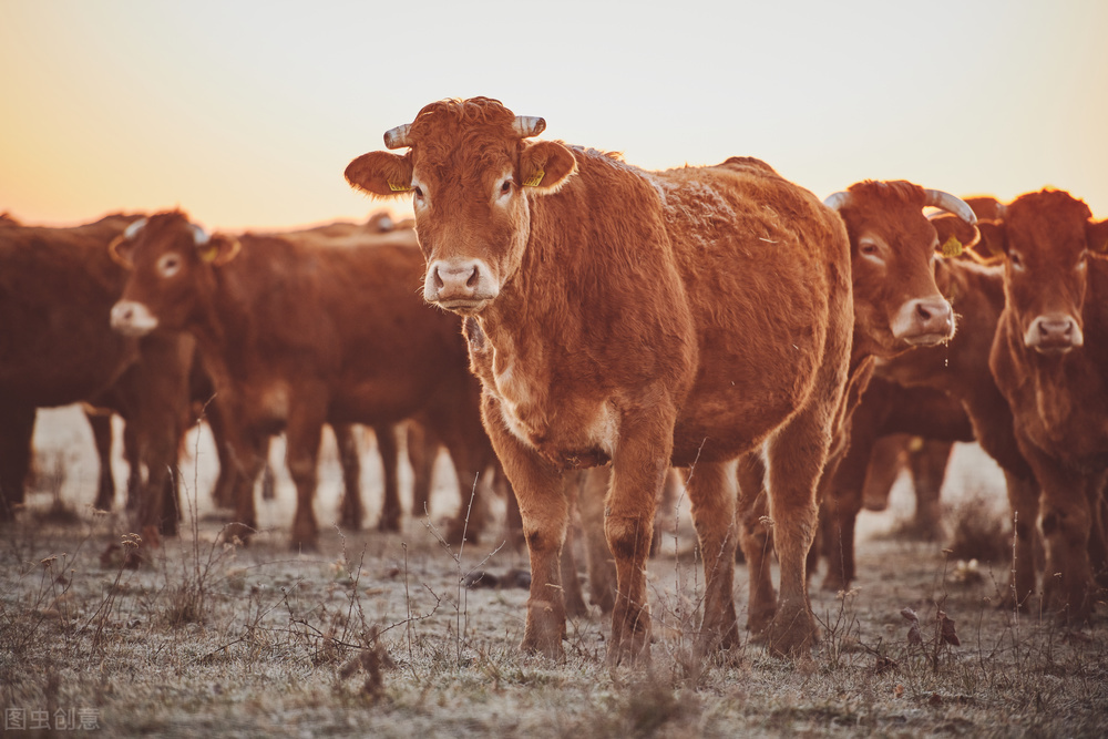 Eight ways to make profit in beef cattle breeding - iNEWS
