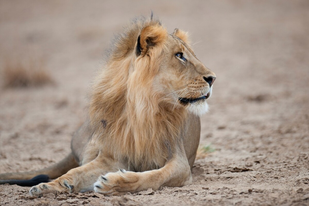 Sadness in Africa: The lion sister protects her younger brother and ...